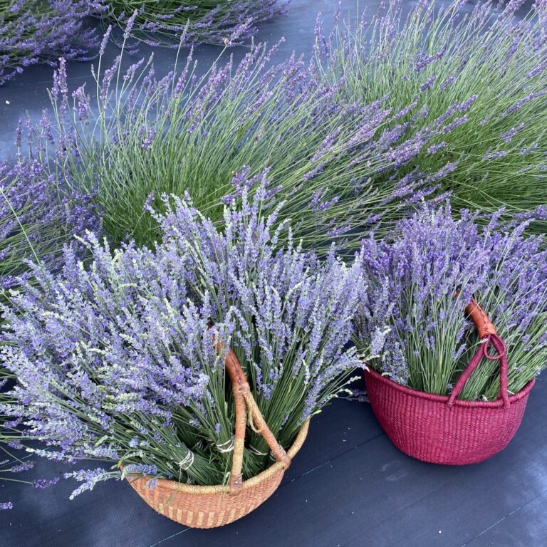 Lavender Sunset Retreat 2023 | Central Oregon | Natalie Cutsforth ...